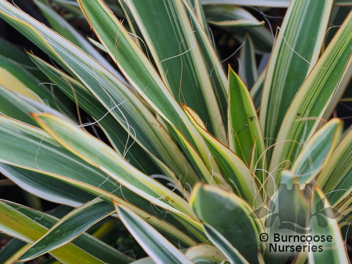 Yucca Flaccida 'Ivory' from Burncoose Nurseries