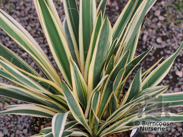 Yucca Flaccida 'Ivory' from Burncoose Nurseries