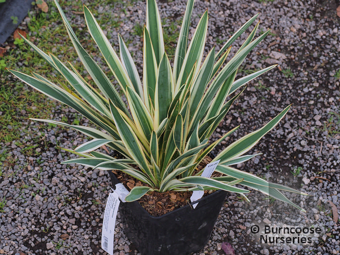 Yucca Flaccida 'Ivory' from Burncoose Nurseries