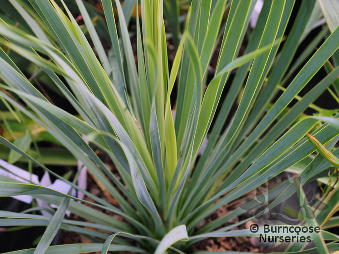 Yucca Rostrata 'Sapphire Skies' from Burncoose Nurseries