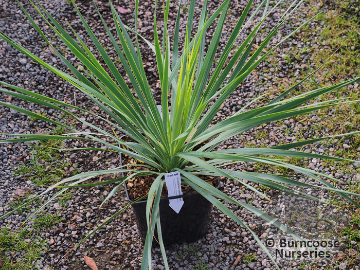 Yucca Rostrata 'Sapphire Skies' from Burncoose Nurseries