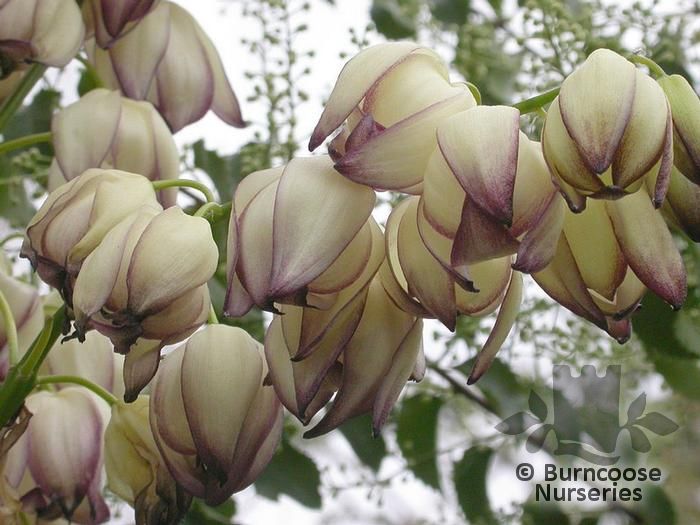 Yucca Whipplei from Burncoose Nurseries