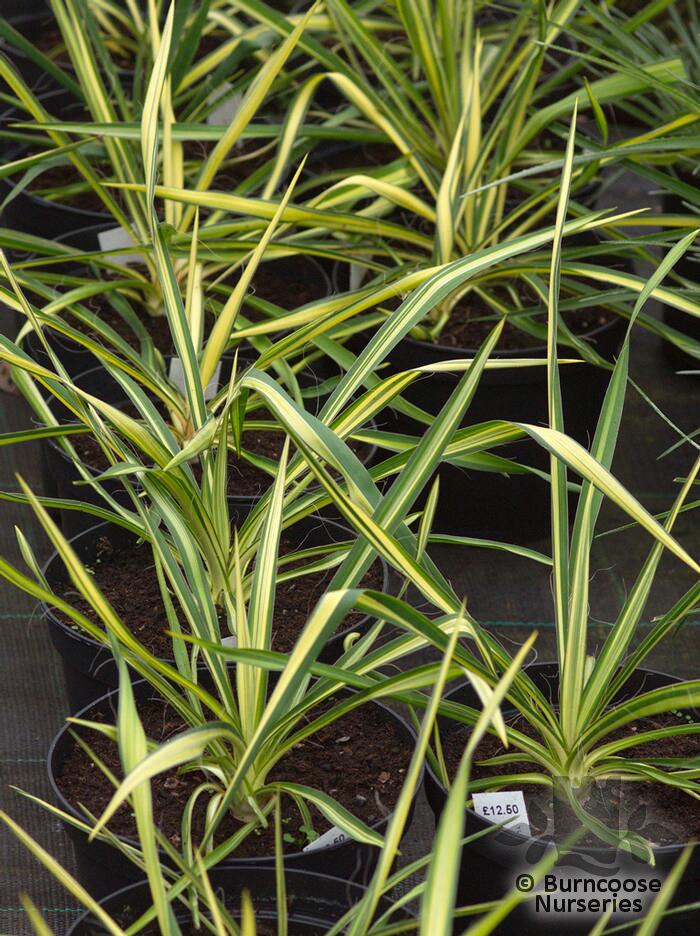Yucca Filamentosa 'Variegata' from Burncoose Nurseries