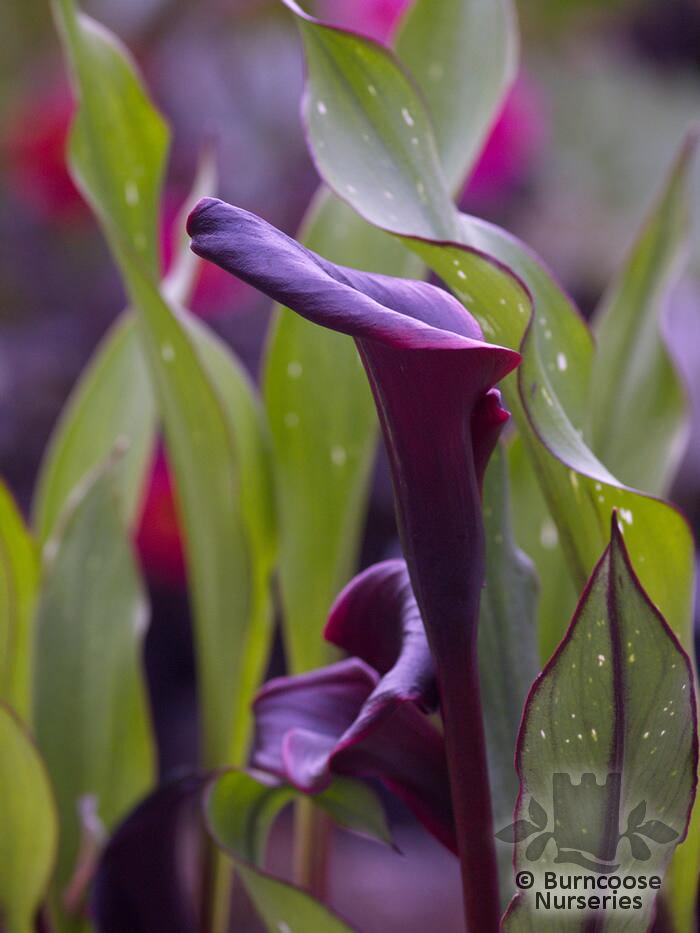 Zantedeschia from Burncoose Nurseries