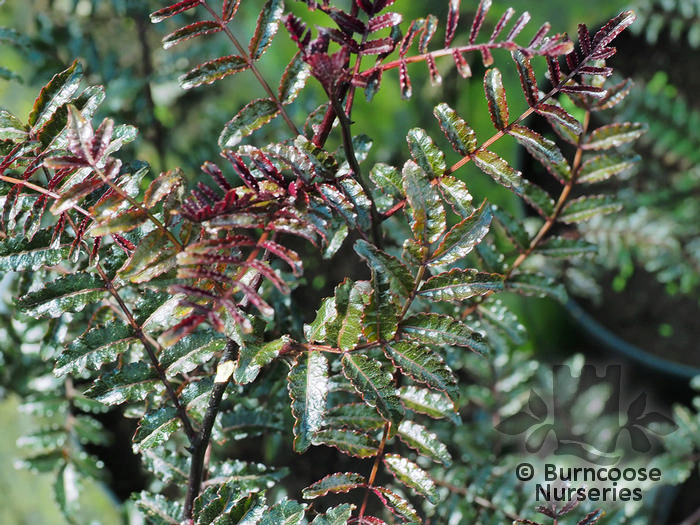Zanthoxylum from Burncoose Nurseries