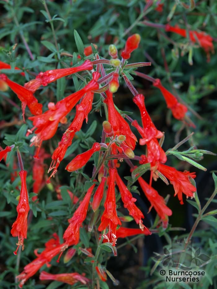 Zauschneria Californica 'Glasnevin' from Burncoose Nurseries