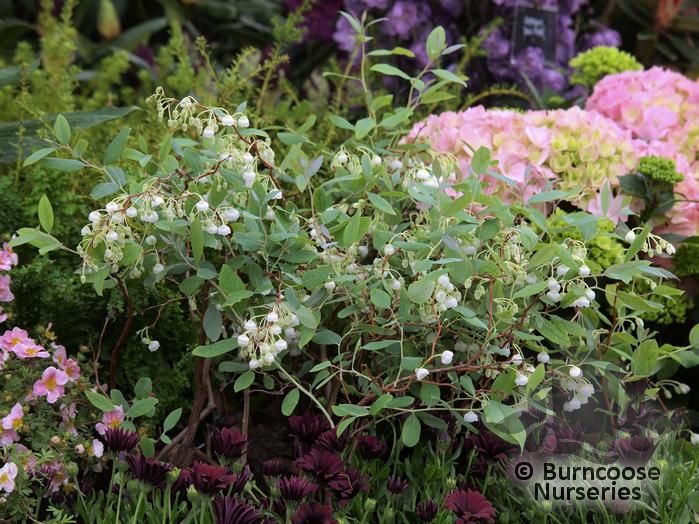 Zenobia Pulverulenta 'Blue Sky' from Burncoose Nurseries