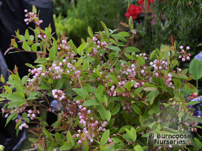 Zenobia Pulverulenta 'Raspberry Ripple' from Burncoose Nurseries
