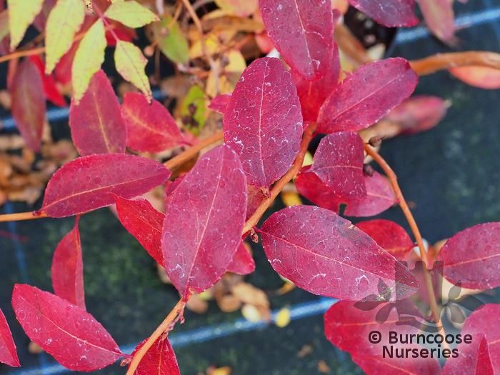 Zenobia Pulverulenta 'Raspberry Ripple' from Burncoose Nurseries
