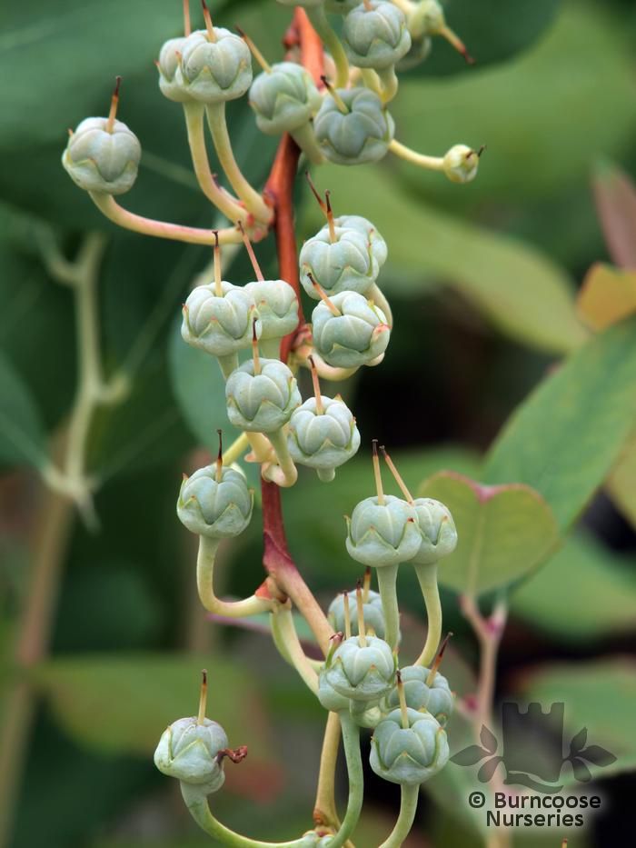 Zenobia Pulverulenta 'Blue Sky' from Burncoose Nurseries