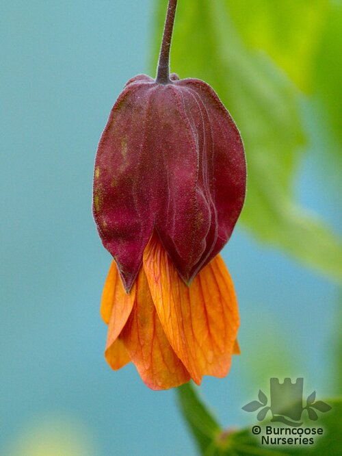 Abutilon 'Patrick Synge' from Burncoose Nurseries