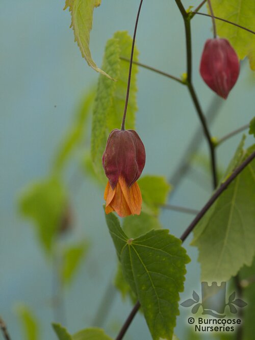 Abutilon 'Patrick Synge' from Burncoose Nurseries
