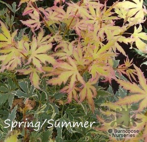 Acer Palmatum 'Metamorphosa' from Burncoose Nurseries