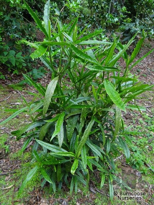 Aucuba Himalaica Var. Dolichophylla from Burncoose Nurseries