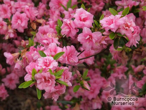 Azalea - Evergreen 'Rosebud' from Burncoose Nurseries