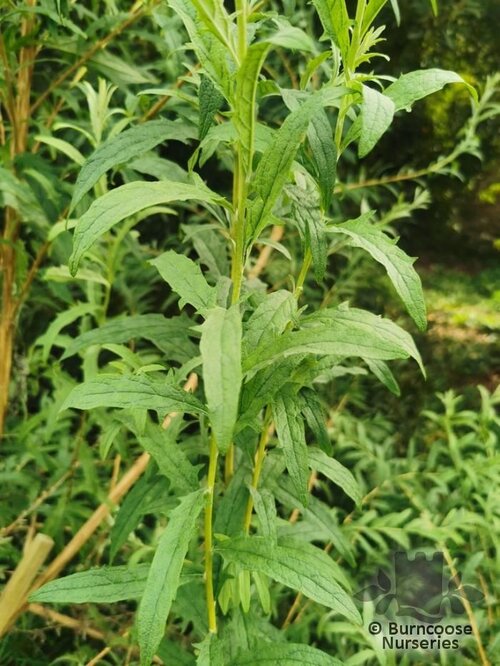 Buddleja Tsetangensis from Burncoose Nurseries