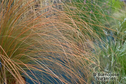 Chionochloa Rubra from Burncoose Nurseries