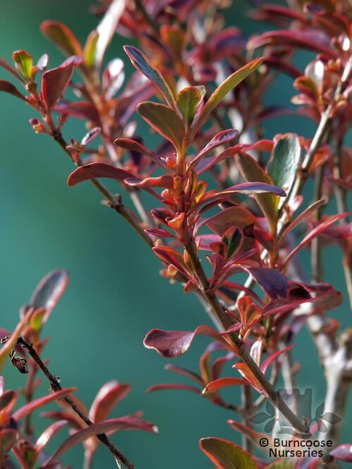 Coprosma 'Fireburst' from Burncoose Nurseries