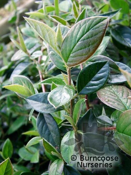 Cotoneaster Lacteus from Burncoose Nurseries