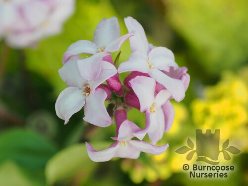 Daphne 'Spring Beauty' from Burncoose Nurseries