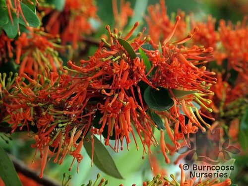 Embothrium from Burncoose Nurseries