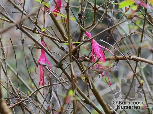 Fuchsia Magellanica Var. Gracilis from Burncoose Nurseries