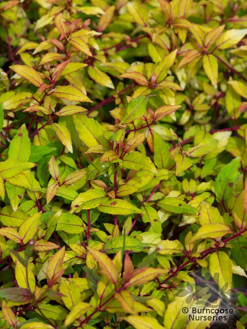 Fuchsia Magellanica 'Aurea' from Burncoose Nurseries