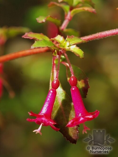 Fuchsia Microphylla from Burncoose Nurseries