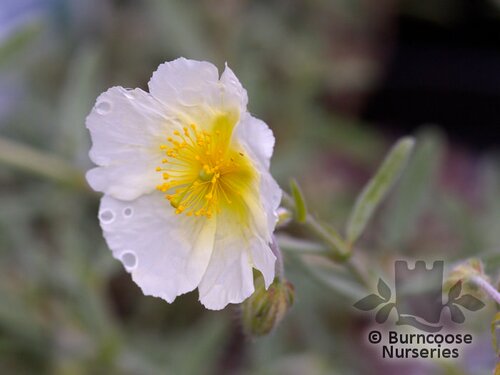 Helianthemum from Burncoose Nurseries