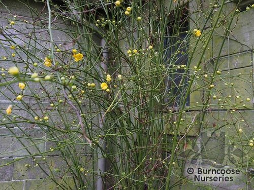 Kerria Japonica 'Pleniflora' from Burncoose Nurseries