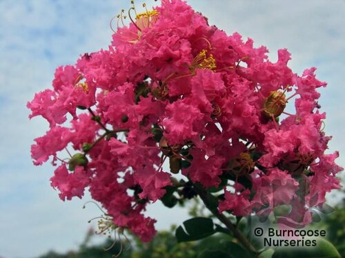 Lagerstroemia from Burncoose Nurseries