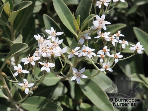 Olearia X Oleifolia 'Waikariensis' from Burncoose Nurseries