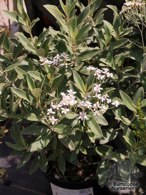 Olearia X Oleifolia 'Waikariensis' from Burncoose Nurseries