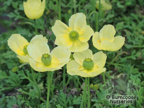 Papaver Nudicaule 'Moondance' from Burncoose Nurseries