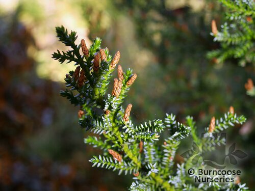 Pilgerodendron Uviferum from Burncoose Nurseries
