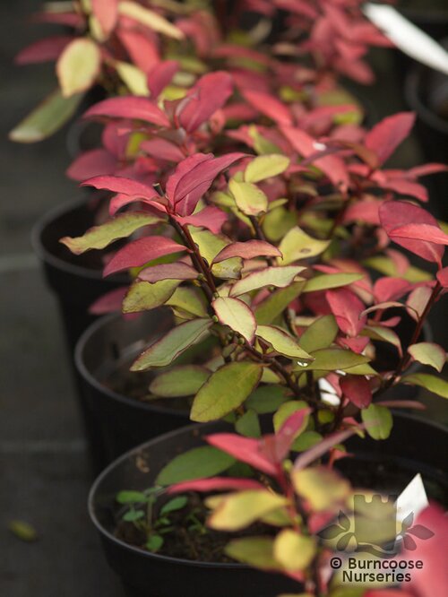 Pseudowintera from Burncoose Nurseries