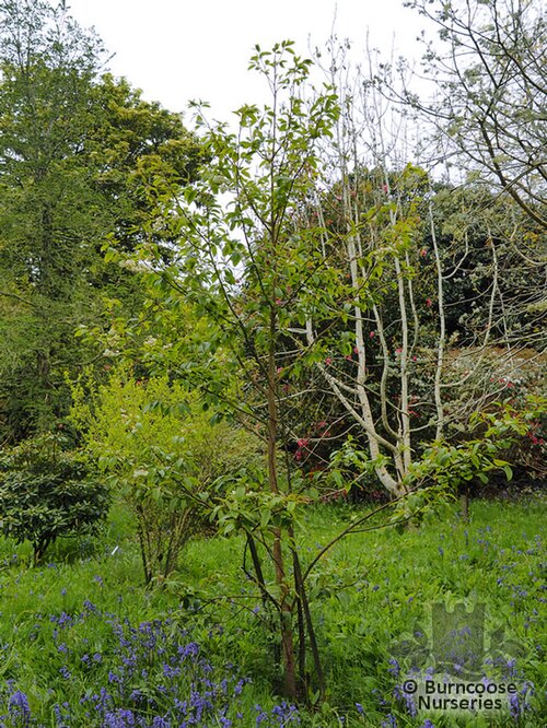 Rehderodendron Macrocarpum from Burncoose Nurseries