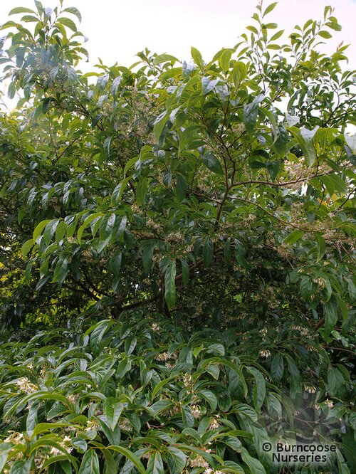 Styrax from Burncoose Nurseries