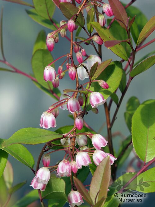 Zenobia from Burncoose Nurseries