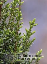 Buy Juniperus Communis 'Compressa' plants from Burncoose Nurseries