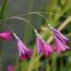 Dierama Pulcherrimum 'Blackbird' from Burncoose Nurseries
