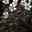 Geranium Macrorrhizum 'White-Ness' from Burncoose Nurseries