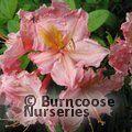 Azalea - Deciduous 'Strawberry Ice' from Burncoose Nurseries