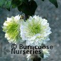 Clematis Florida 'Alba Plena' from Burncoose Nurseries