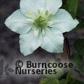 Clematis Florida 'Alba Plena' from Burncoose Nurseries