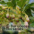 Enkianthus Deflexus from Burncoose Nurseries