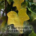 Hedera Helix 'Buttercup' from Burncoose Nurseries