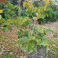 Quercus Dentata 'Carl Ferris Miller' from Burncoose Nurseries