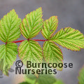 Rubus Cockburnianus from Burncoose Nurseries