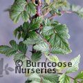Rubus Thibetanus from Burncoose Nurseries